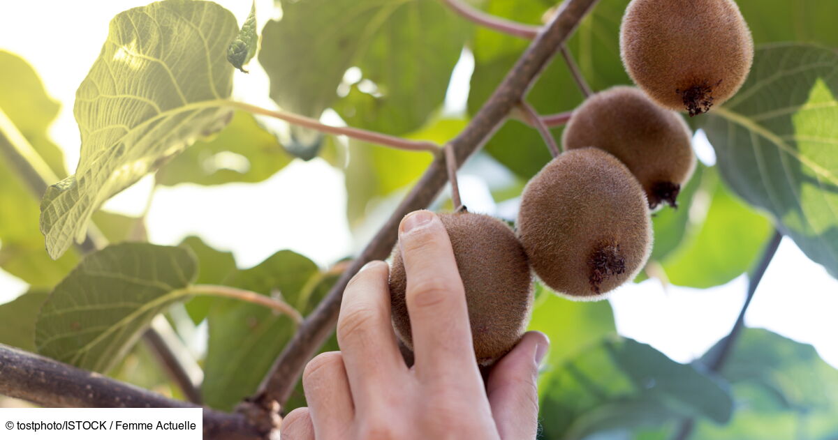 C'est le meilleur moment pour planter un kiwi dans ces zones de France ...