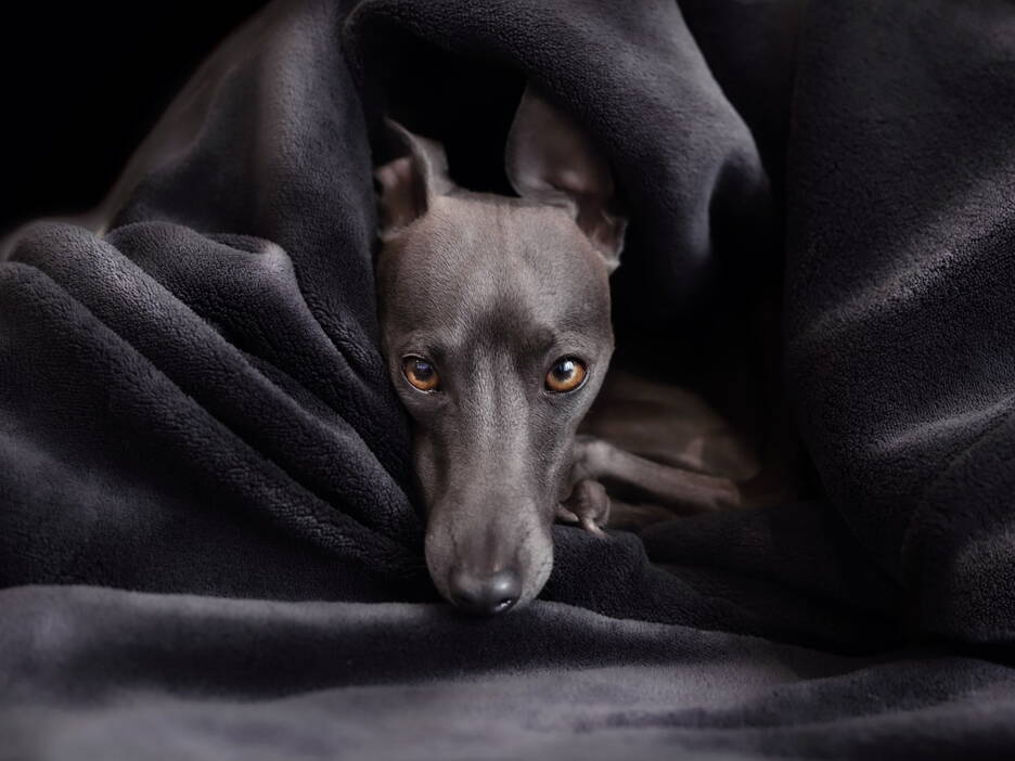 Animaux, articles, vidéos, dossiers et diapo : Femme Actuelle Le MAG