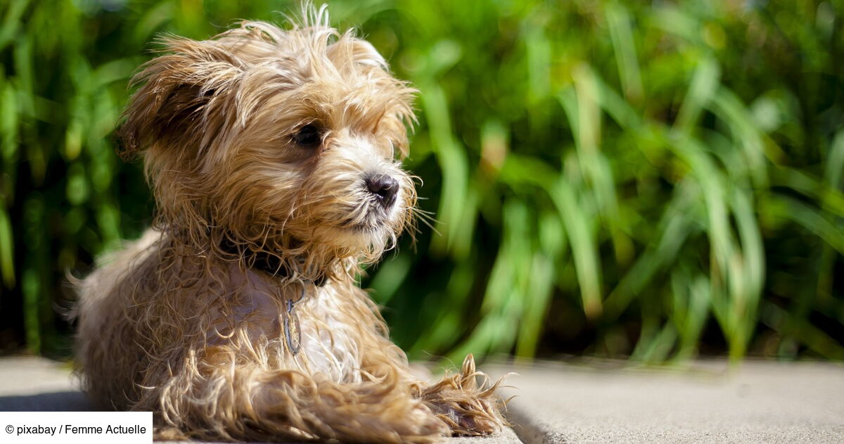 Maltipoo : tout savoir sur ce petit chien frisé : Femme Actuelle Le MAG