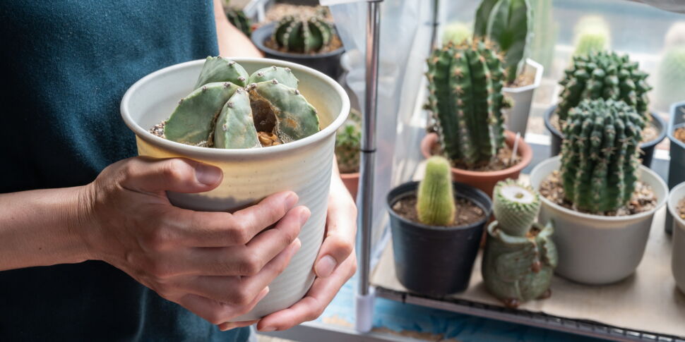 Votre cactus est en train de pourrir ? Cette méthode de sauvetage à ...