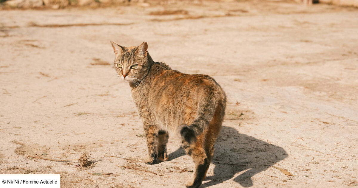 Le Somali, ce chat doux est aussi un très grand sportif : Femme ...
