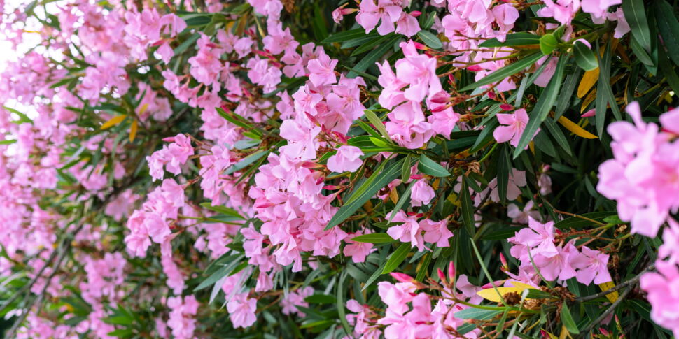 Votre laurier-rose a gelé ? Il vous reste encore une chance pour qu'il ...