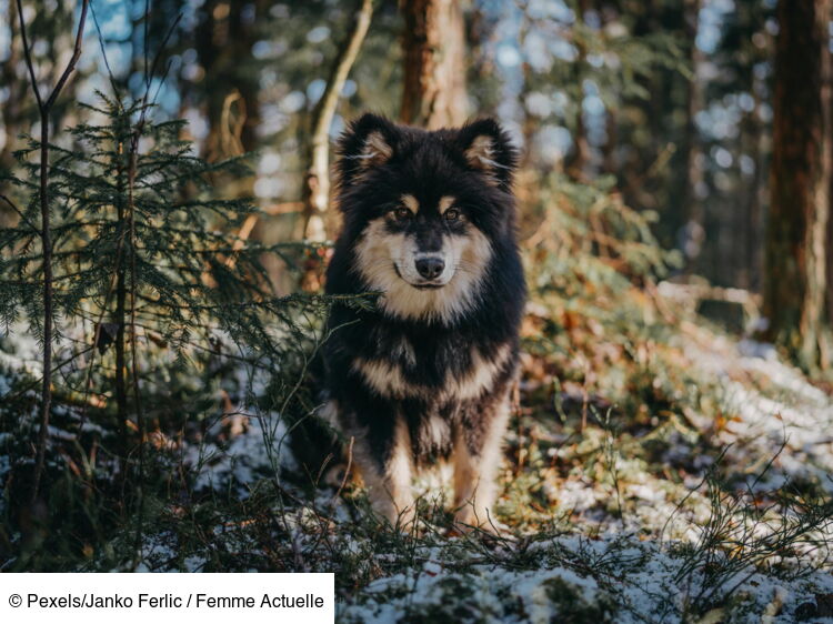Finnois de Laponie, un chien nordique robuste et très affectueux ...