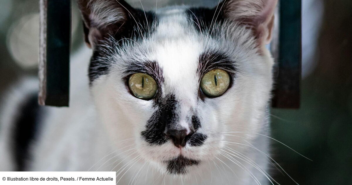 “Narcochat” : un chat attrapé en pleine livraison de drogue près d’une ...