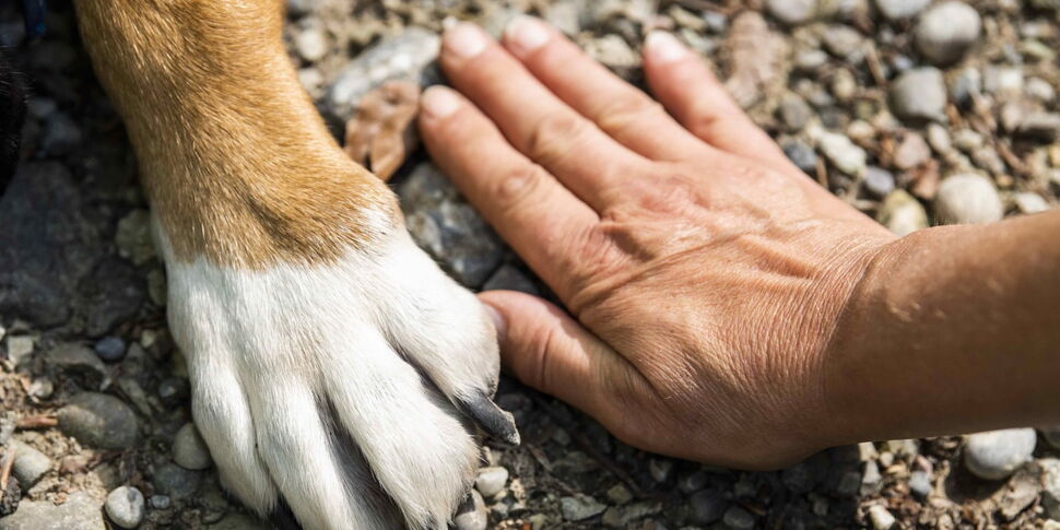 Qu'est-ce que le label "Ville amie des animaux" et qu'est-ce que ça ...