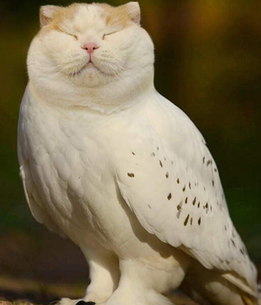 Avec le chat-chouette, rien n'arrête les sorciers du net ! - Femme Actuelle