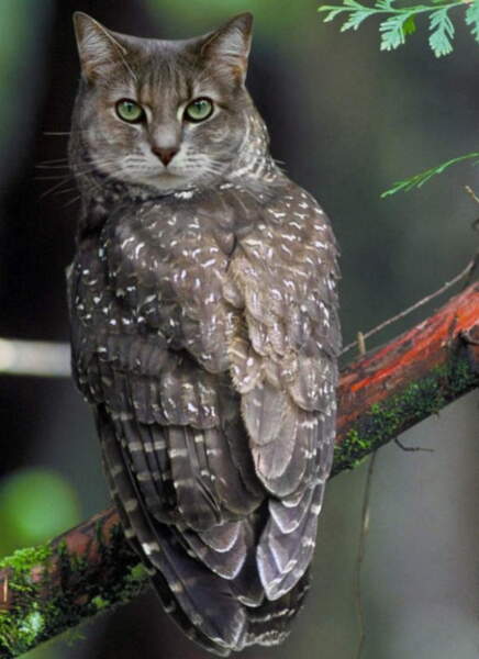 Avec le chat-chouette, rien n'arrête les sorciers du net ! - Femme Actuelle