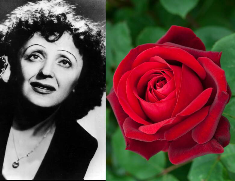 Rosiers : les roses des people en images - Femme Actuelle