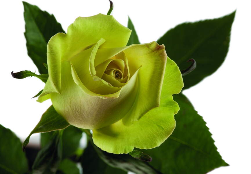 Roses à offrir pour Noël - Femme Actuelle