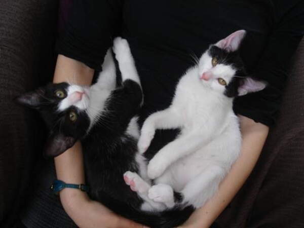 Photos : les chats mignons des Femmes ac' - Femme Actuelle