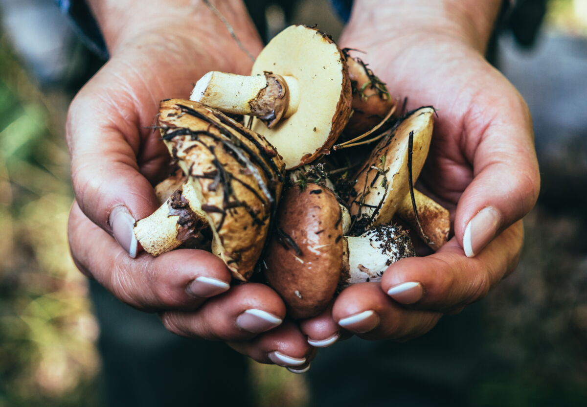 14 conseils pour cueillir et consommer des champignons en toute ...