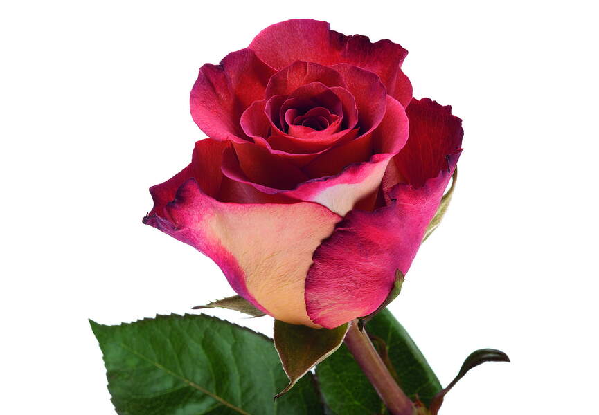 Roses à offrir pour Noël - Femme Actuelle