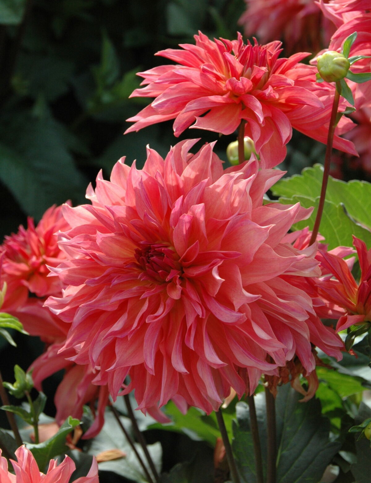 14 nouveaux dahlias Label Rouge - Femme Actuelle
