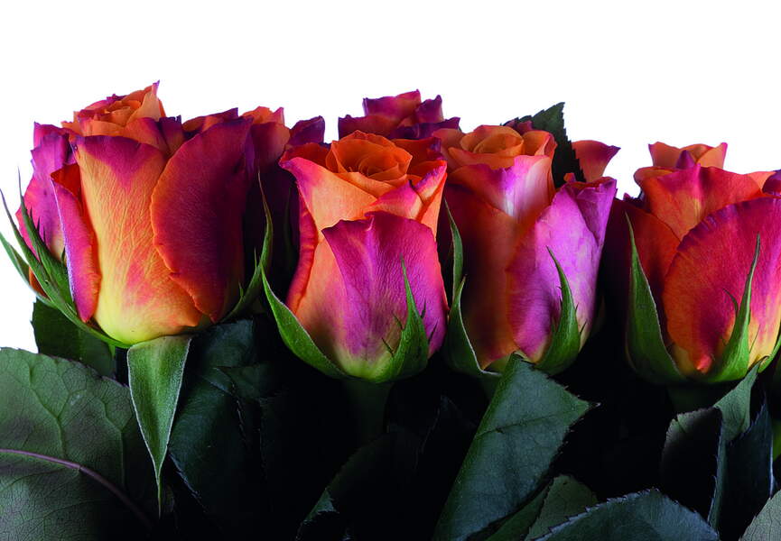 Roses à offrir pour Noël - Femme Actuelle