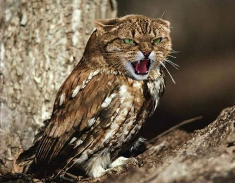 Avec le chat-chouette, rien n'arrête les sorciers du net ! - Femme Actuelle