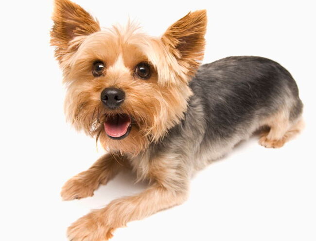 Je veux un chien tendance ! : Femme Actuelle Le MAG