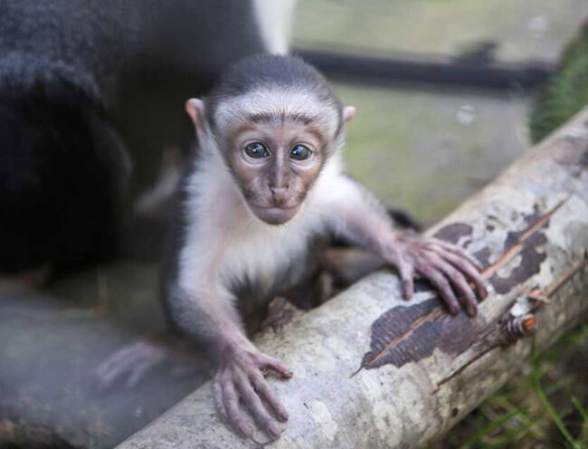 Zoo : les naissances de l'été en images : Femme Actuelle Le MAG