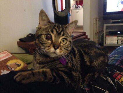 Matilda : l’animal mi-chat, mi extraterrestre : Femme Actuelle Le MAG