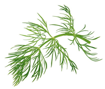 Tout savoir sur les plantes aromatiques : Femme Actuelle Le MAG