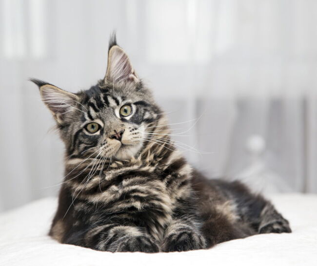 Chat de race : comment choisir le bon ? : Femme Actuelle Le MAG