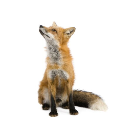 Quels sont les animaux au pelage le plus doux ? : Femme Actuelle Le MAG