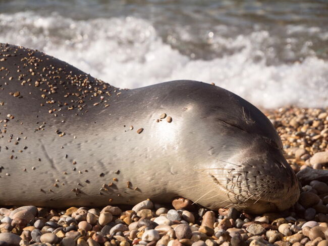 Tout savoir sur le phoque moine : Femme Actuelle Le MAG