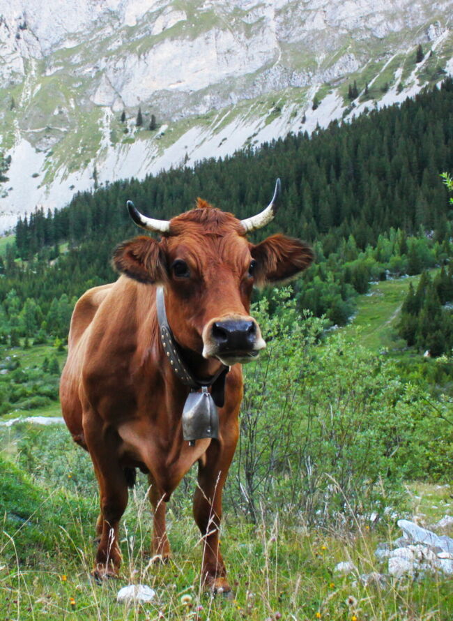 Montbéliarde, tarentaise, jersiaise...zoom sur les races de vaches ...