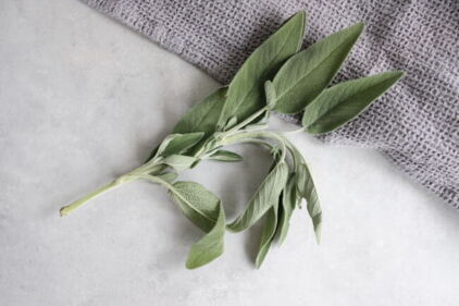 Comment utiliser la sauge ? : Femme Actuelle Le MAG