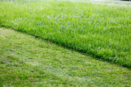 10 conseils pour avoir une belle pelouse : Femme Actuelle Le MAG