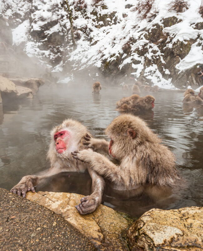 Le macaque japonais, un singe emblématique du Japon : Femme Actuelle Le MAG