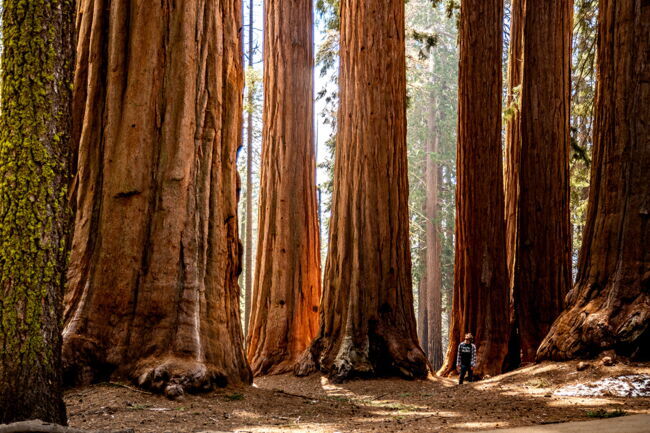 Le séquoia : un arbre aux superpouvoirs insoupçonnés : Femme Actuelle ...